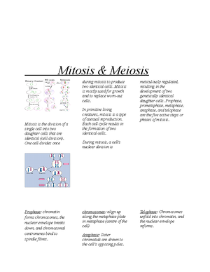 Cell Division, Genetics, and Molecular Biology Cell Division, Genetics ...