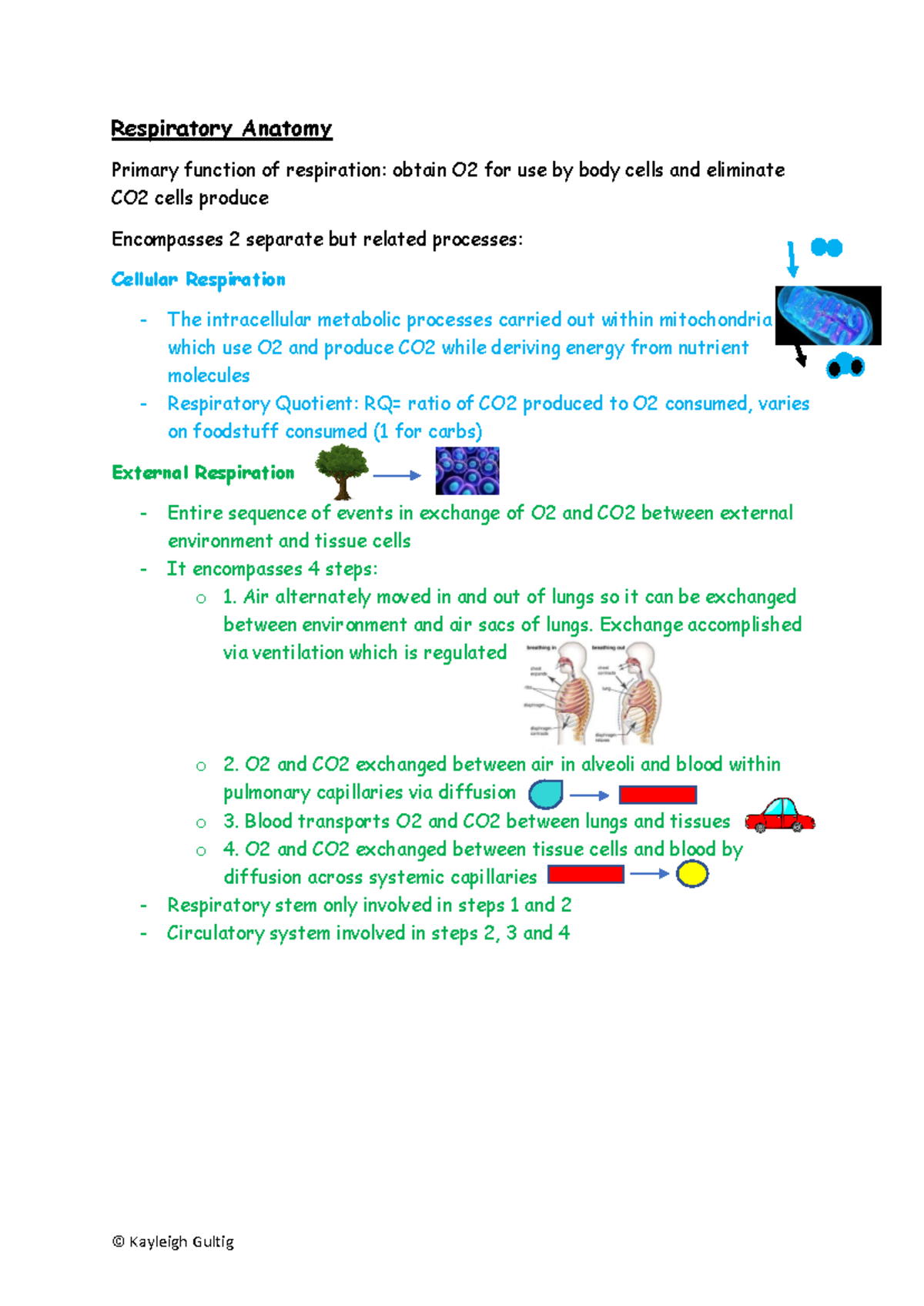 Physiology 214 notes- respiration - Respiratory Anatomy Primary ...