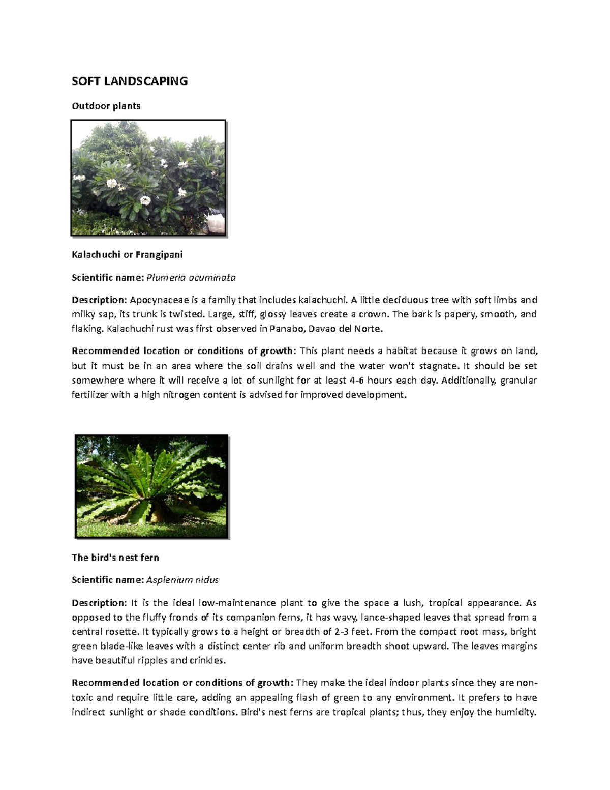 Soft-landscapings - sdvsv - SOFT LANDSCAPING Outdoor plants Kalachuchi ...