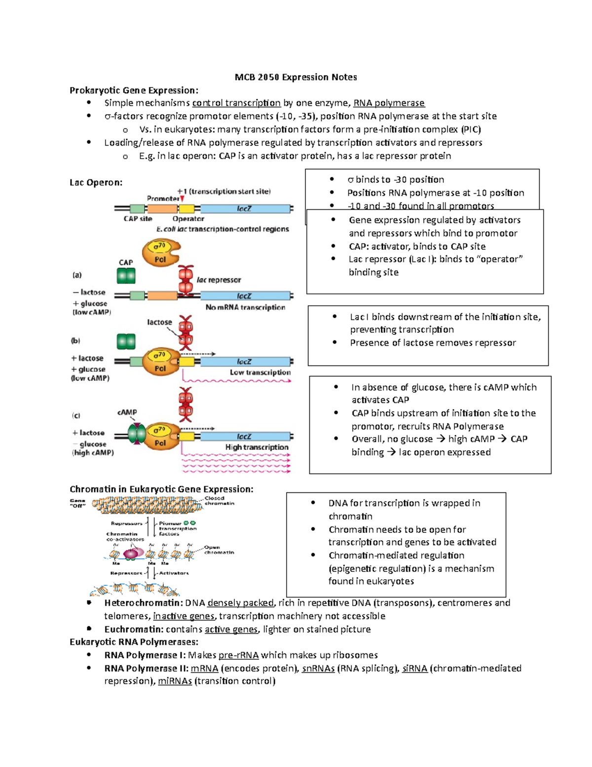 MCB 2050 Expression Notes - MCB 2050 Expression Notes Prokaryotic Gene ...