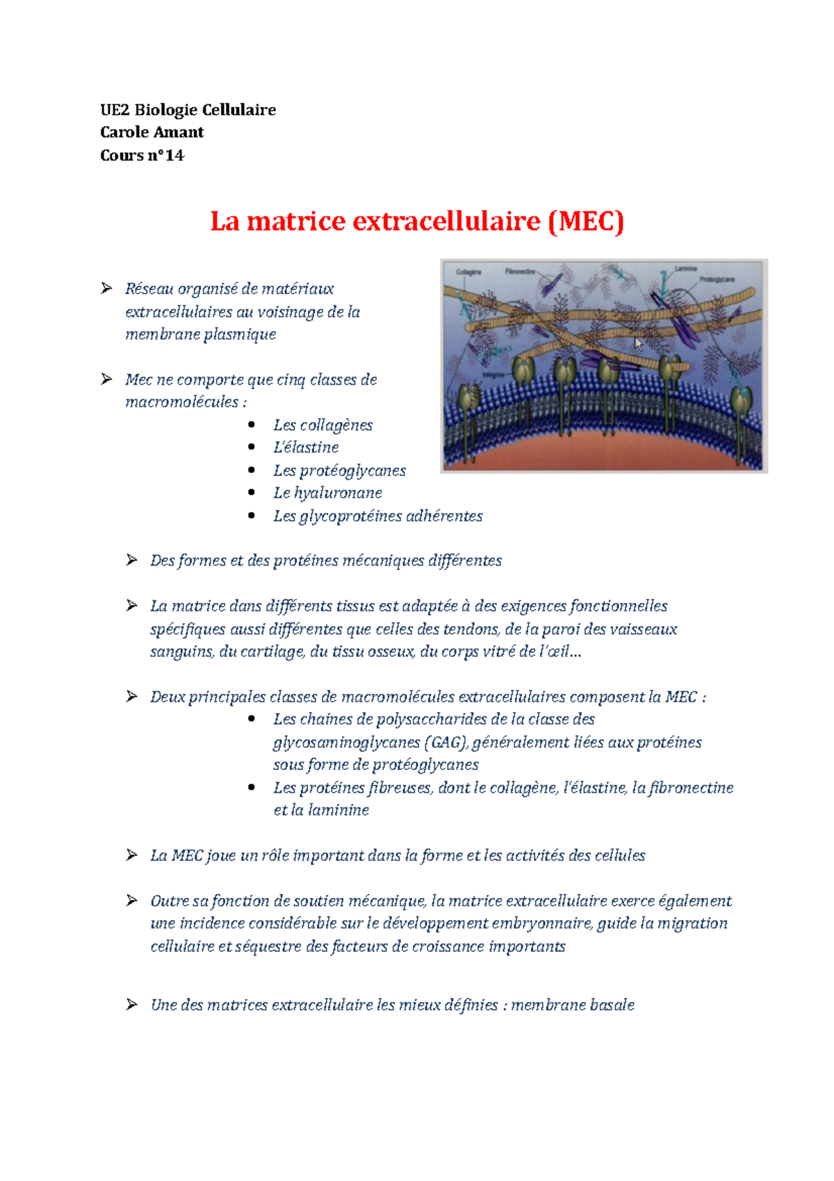14. La matrice extracellulaire - UE2 Biologie Cellulaire Carole Amant ...