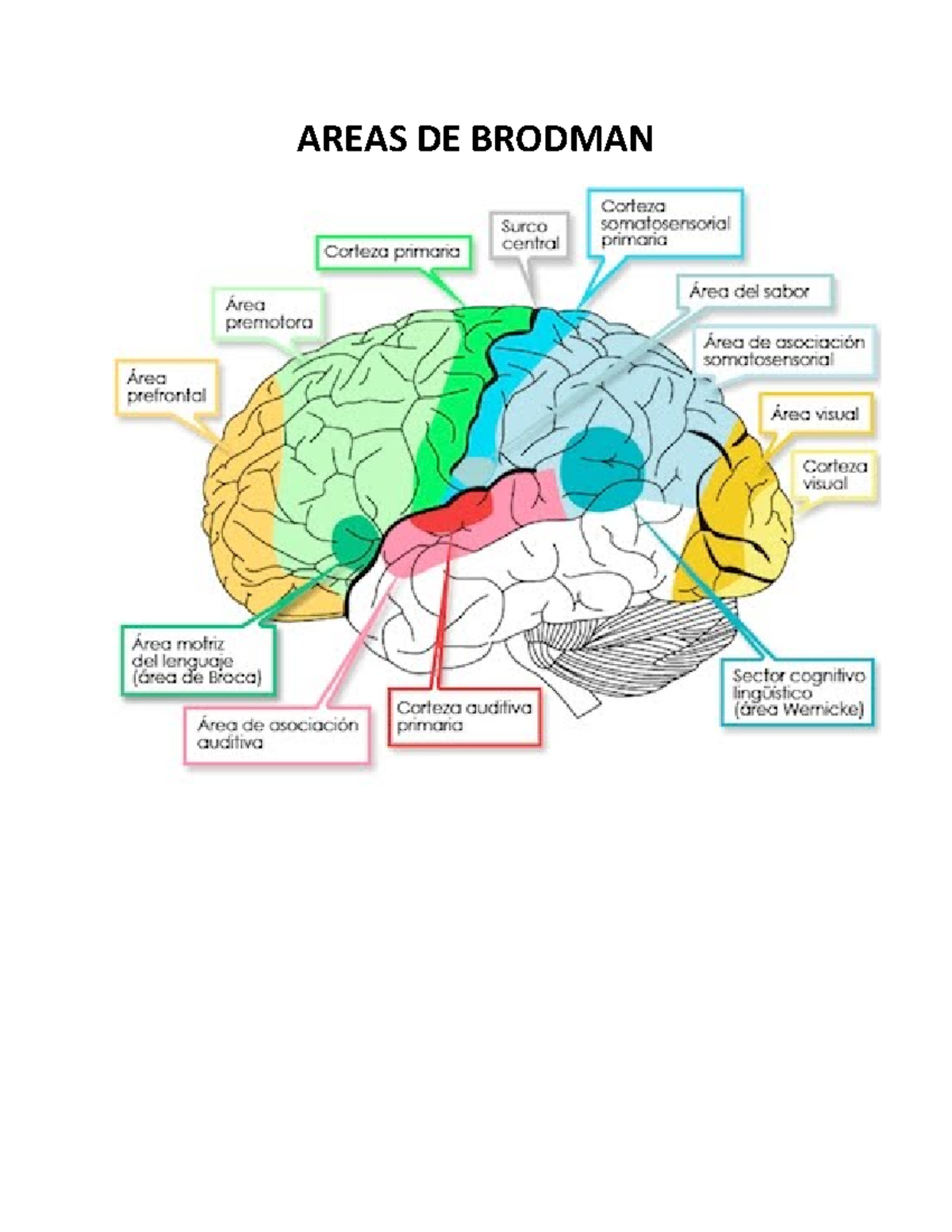 Areas DE Brodmann, clase de neuroanatomia, año 2021 - Neuroanatomía ...