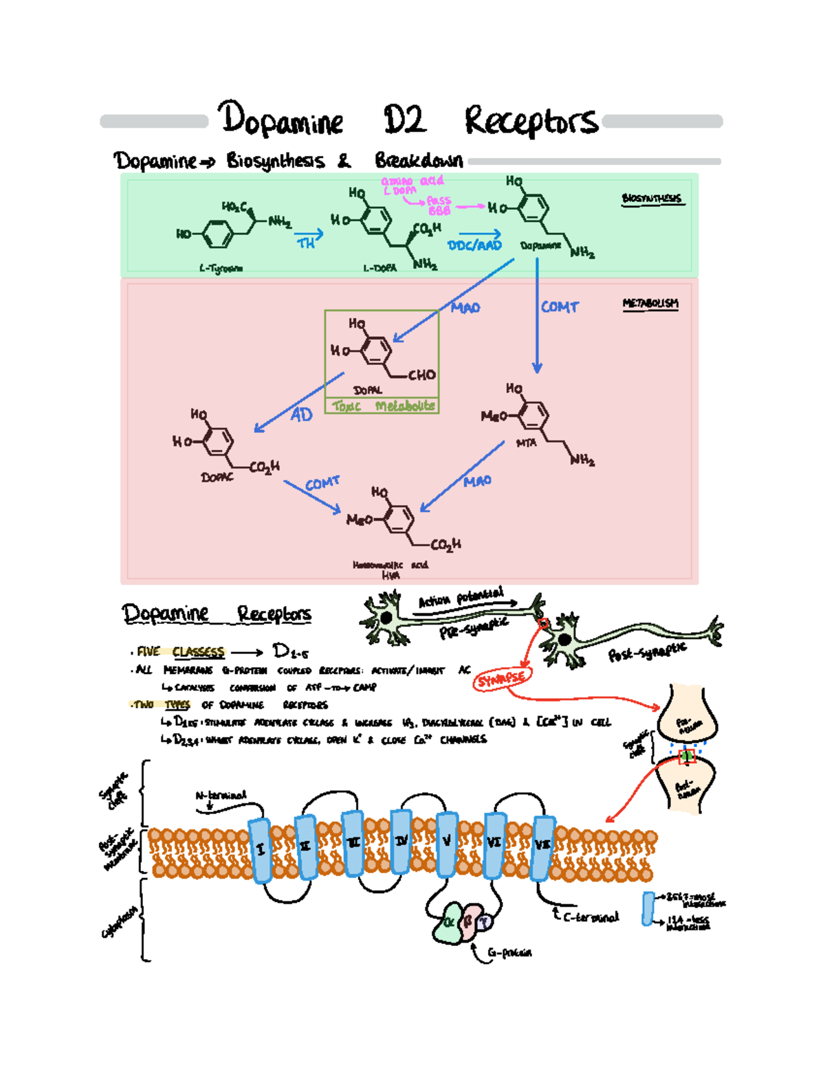 Treatment Mental illness target dopamine D2 Receptor - Dopamine D ...