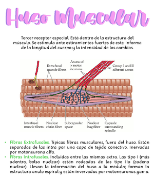 Fisiología - Retículos Sarcoplásmicpos y Túbulos T - T⁄BULOS T Y ...