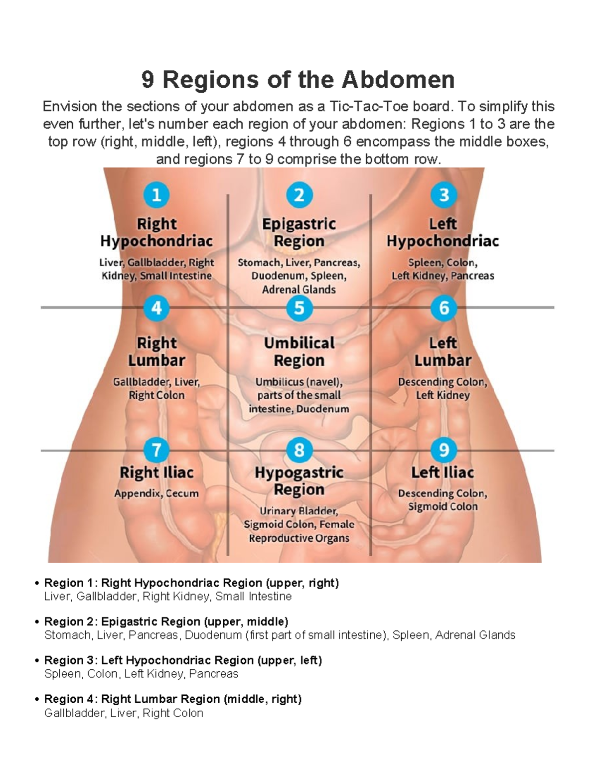 9 Regions of the Abdomen - 9 Regions of the Abdomen Envision the sections of your abdomen as a ...