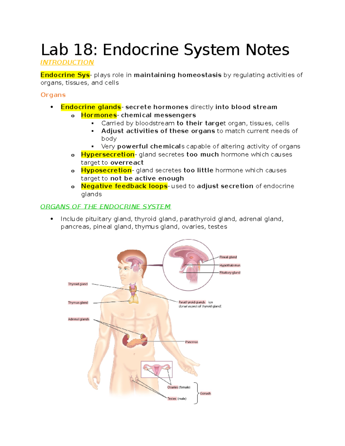 Lab 18 Endocrine System Notes - Lab 18: Endocrine System Notes ...