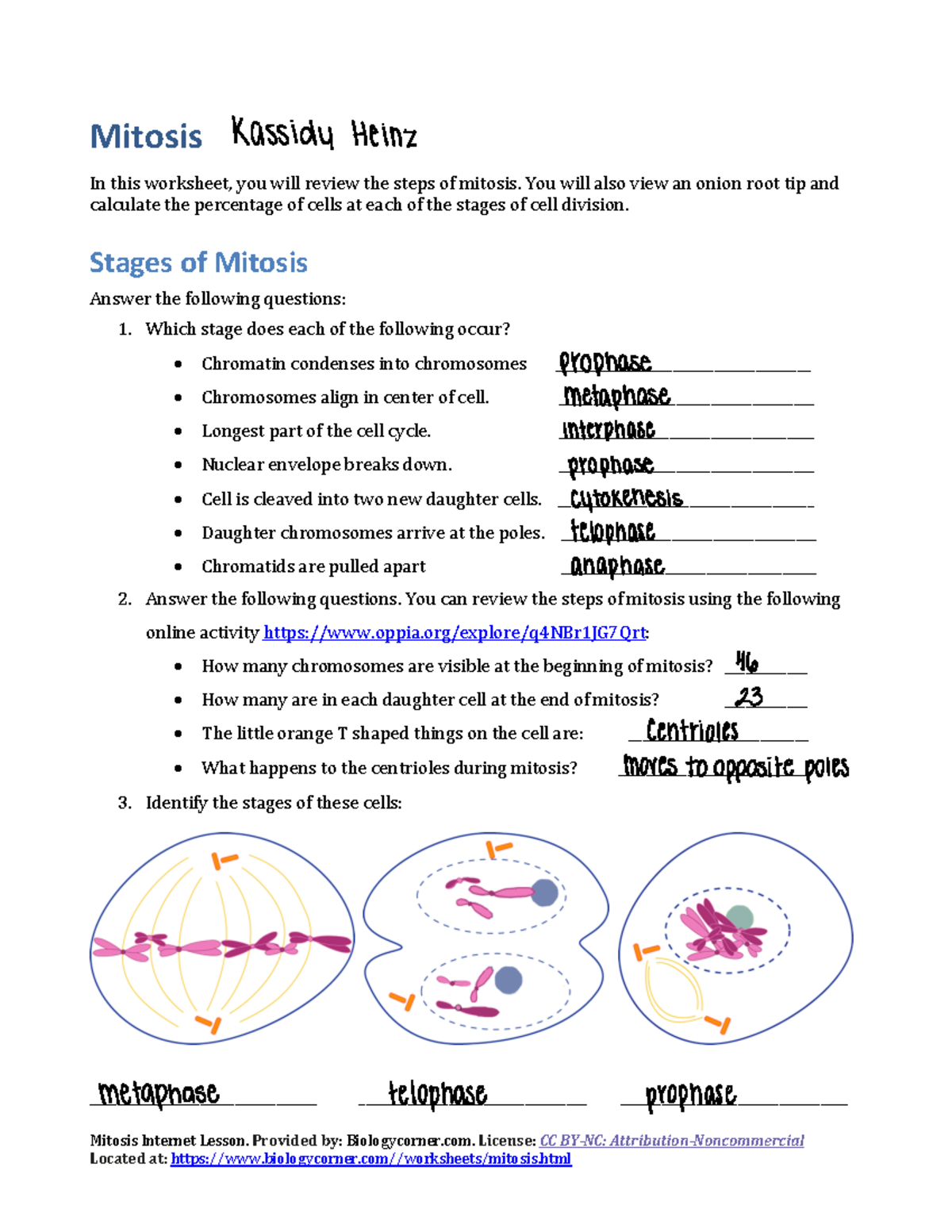 Steps Of Mitosis Worksheet