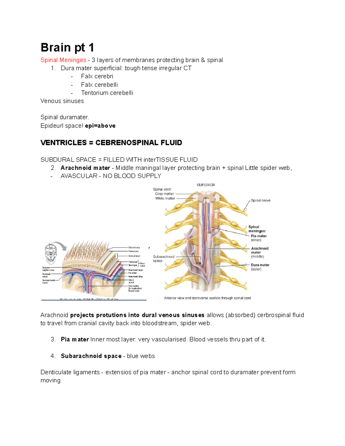 Brain - Dura mater superficial: tough tense irregular CT - Falx cerebri ...