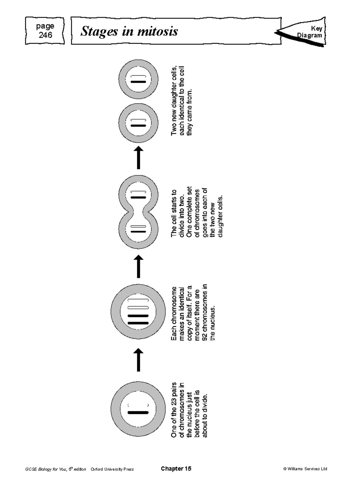 B4U 15 stagesmitosis kd - GCSE Biology for You, 5th edition Oxford ...