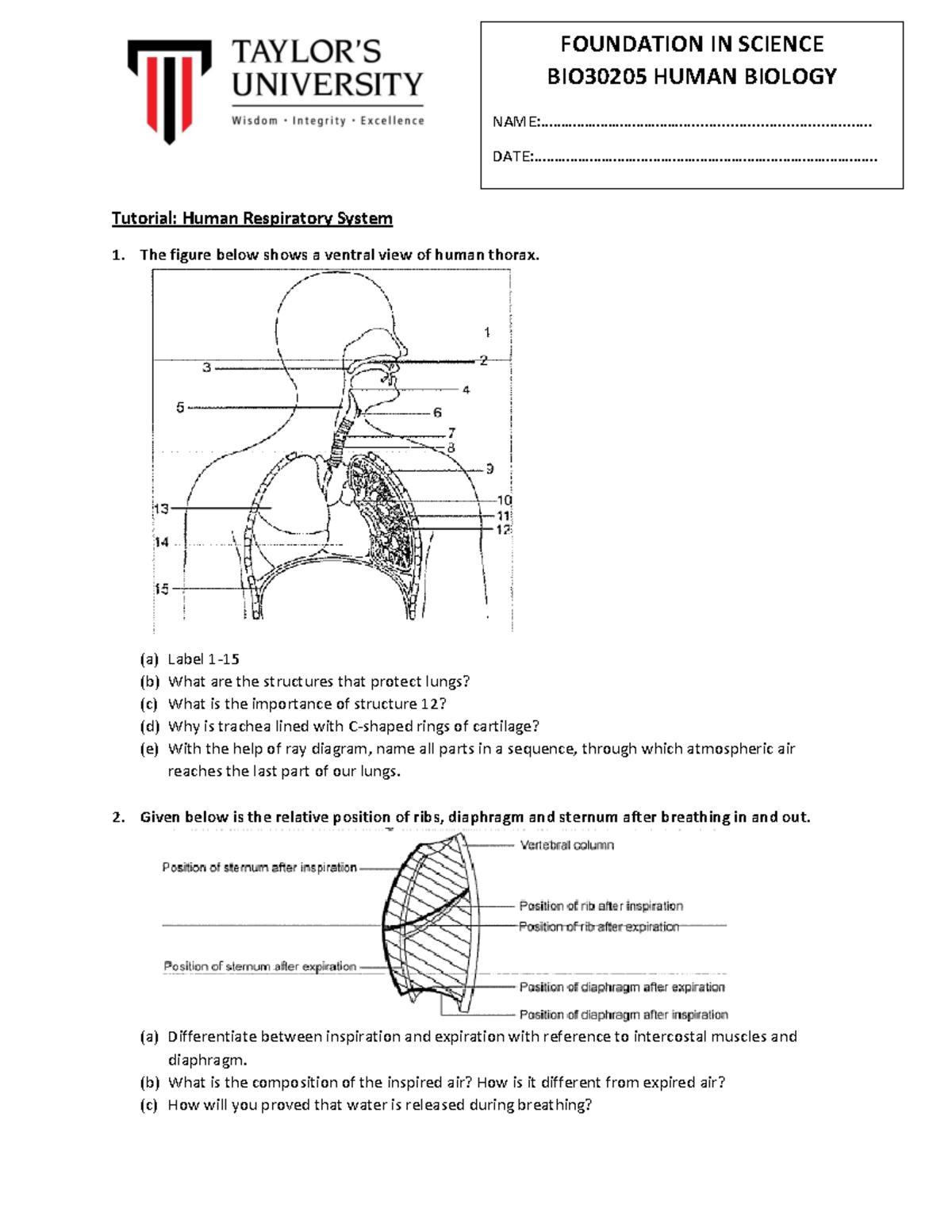 Respiratory system worksheet - Tutorial: Human Respiratory System The ...