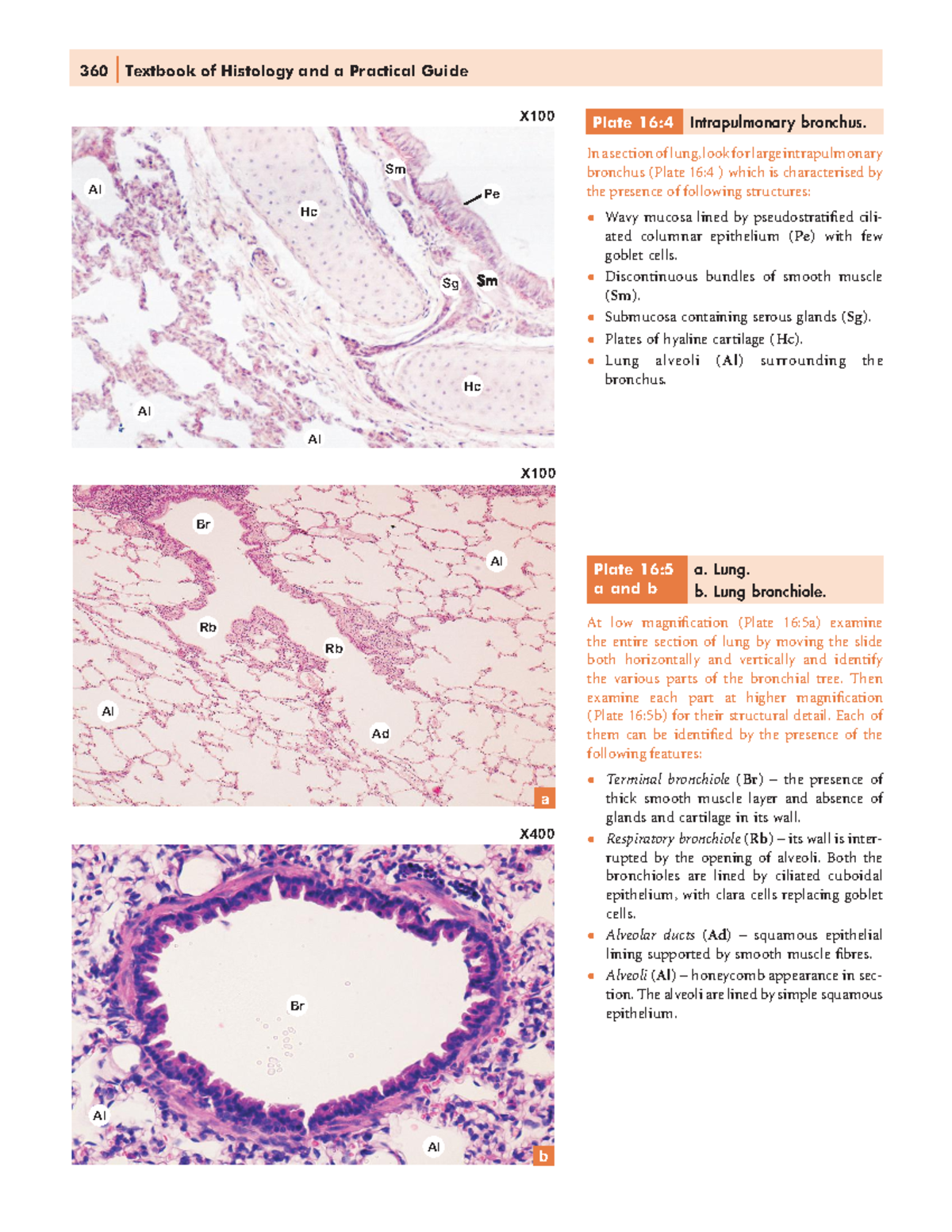 Bhai mere padhiyo Histo(J - 360 Textbook of Histology and a Practical Guide Plate 16:4 - Studocu