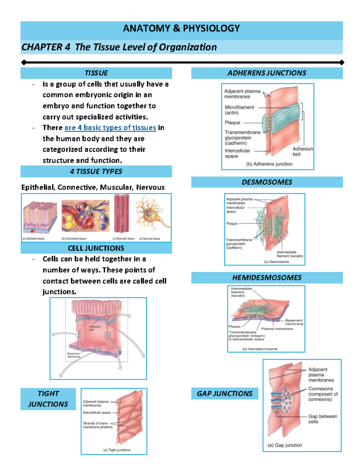 Anaphy chapter 4 by gette - CHAPTER 4 The Tissue Level of Organization ...