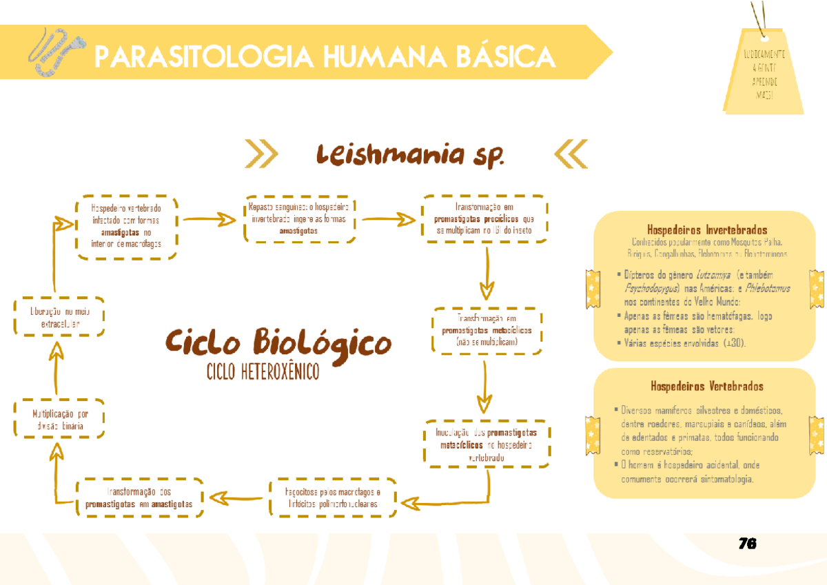 Huhuhu - mapas mentais - PARASITOLOGIA HUMANA BÁSICA LUDICAMENTE A ...