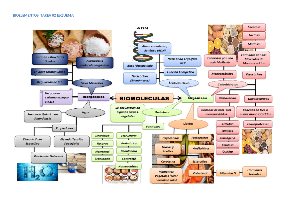 Bioelementos Organicos Y Inorganicos - salud comunitaria - BIOELEMENTOS TAREA 02 ESQUEMA - Studocu