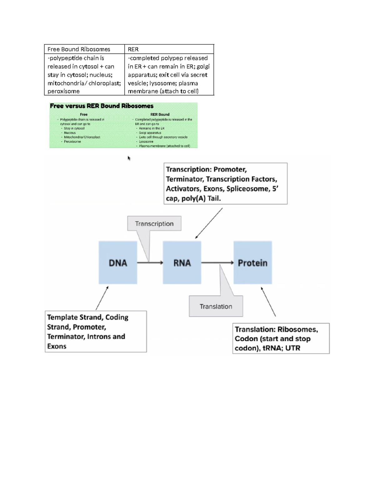 Unit 1 test review - BIOL 103 - Free Bound Ribosomes RER -polypeptide ...