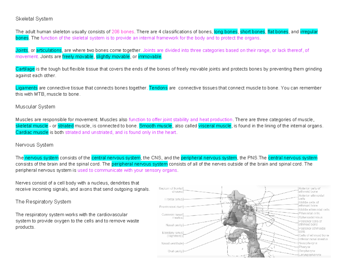 Module 1 - Skeletal System The adult human skeleton usually consists of ...