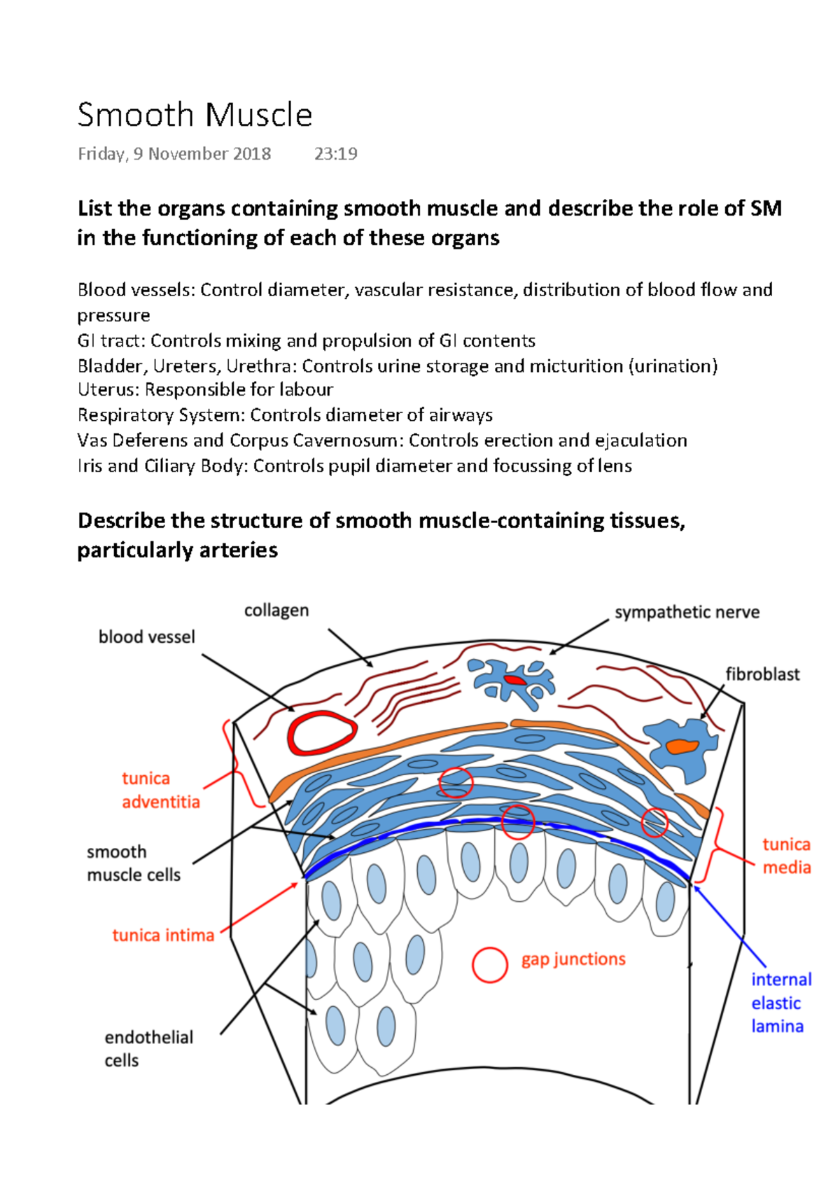 Smooth Muscle - List the organs containing smooth muscle and describe ...