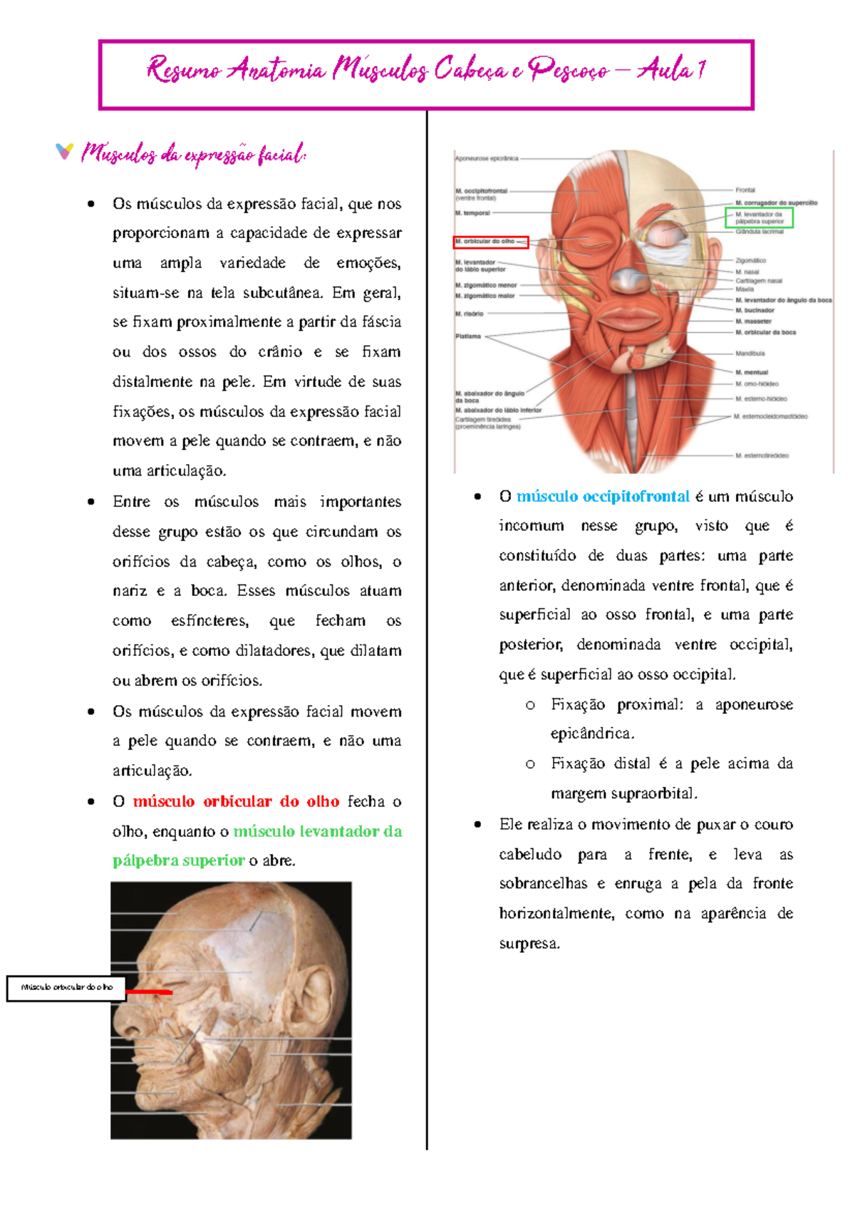Resumo anatomia músculos cabeça e pescoço - aula 1 - Músculos da ...