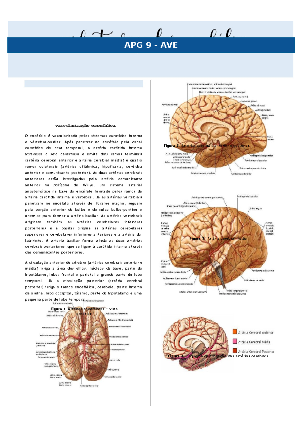 APG 9 - AVE - soi 5 - APG 9 - AVE vascularização encefálica O encéfalo ...