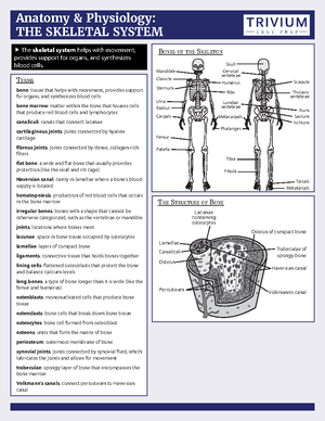 Muscular system - Anaphy Cheat Sheet (terms) - Anatomy and Physiology ...