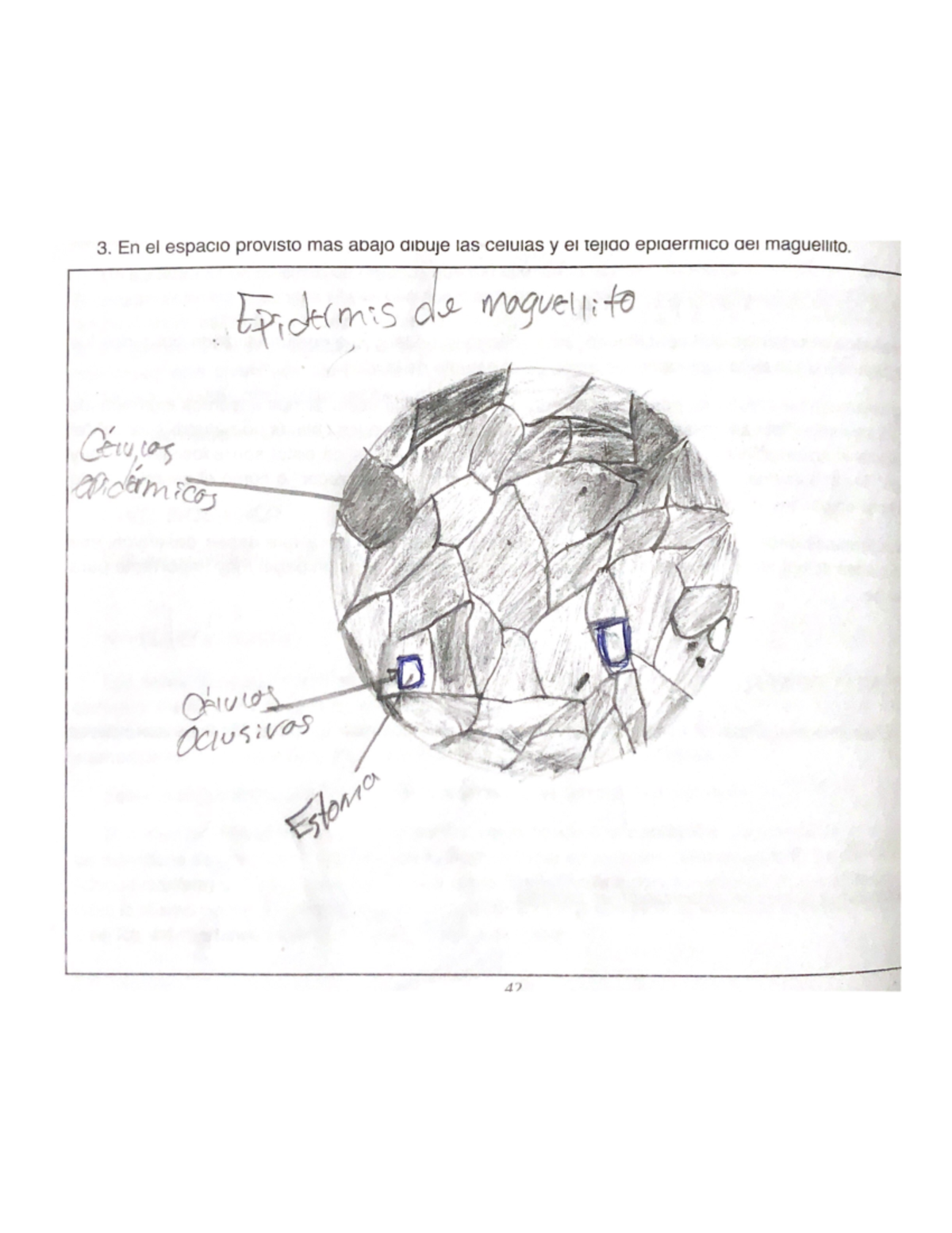 3. En el espacio provisto mas abajo dibuje las celulas y el tejiac ...