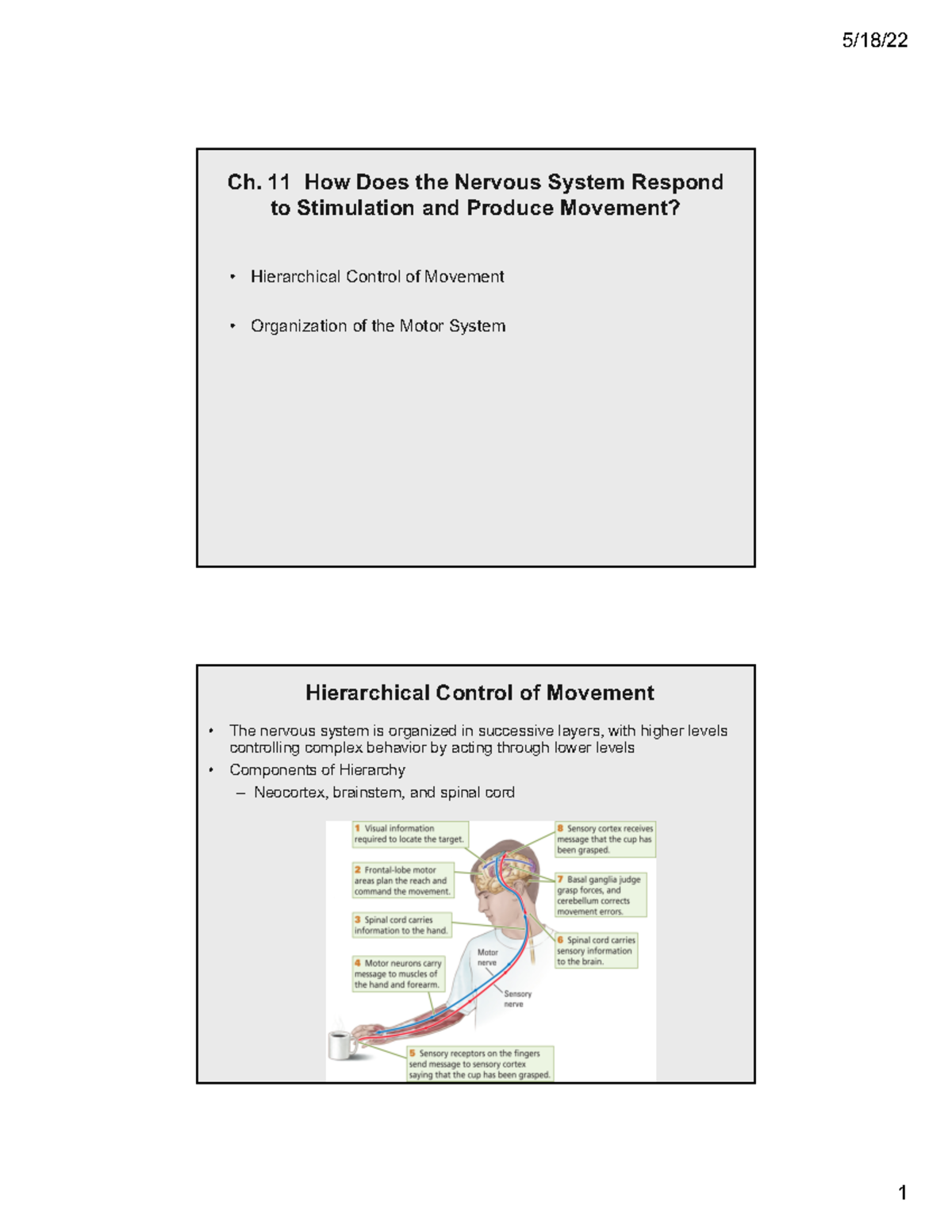 Review exam 4 - Ch. 11 How Does the Nervous System Respond to ...