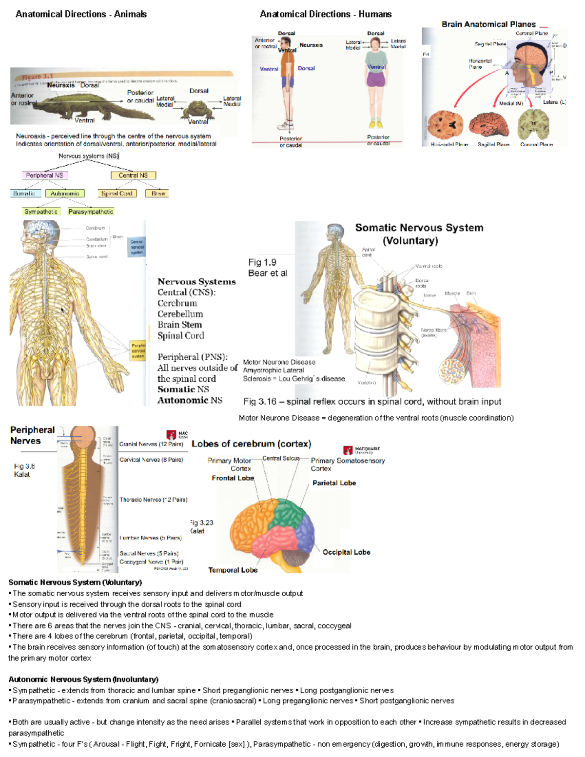 Biological Bases I, II - Lecture notes Final Few Weeks - Anatomical ...