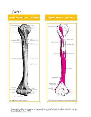 Lecturas Huesos del miembro inferior - ANATOMÍA HUMANA I - Studocu