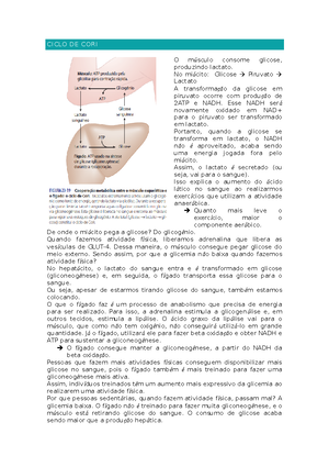 Lipólise e beta oxidação - Lipólise e B-oxidação dos ácidos graxos ...