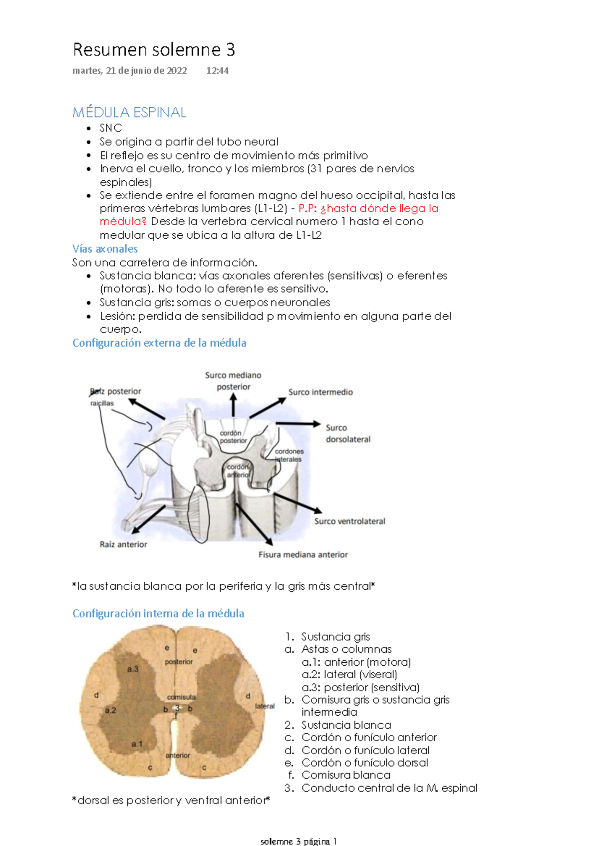 anatomía solemne 3 - MÉDULA ESPINAL • SNC Se origina a partir del tubo ...