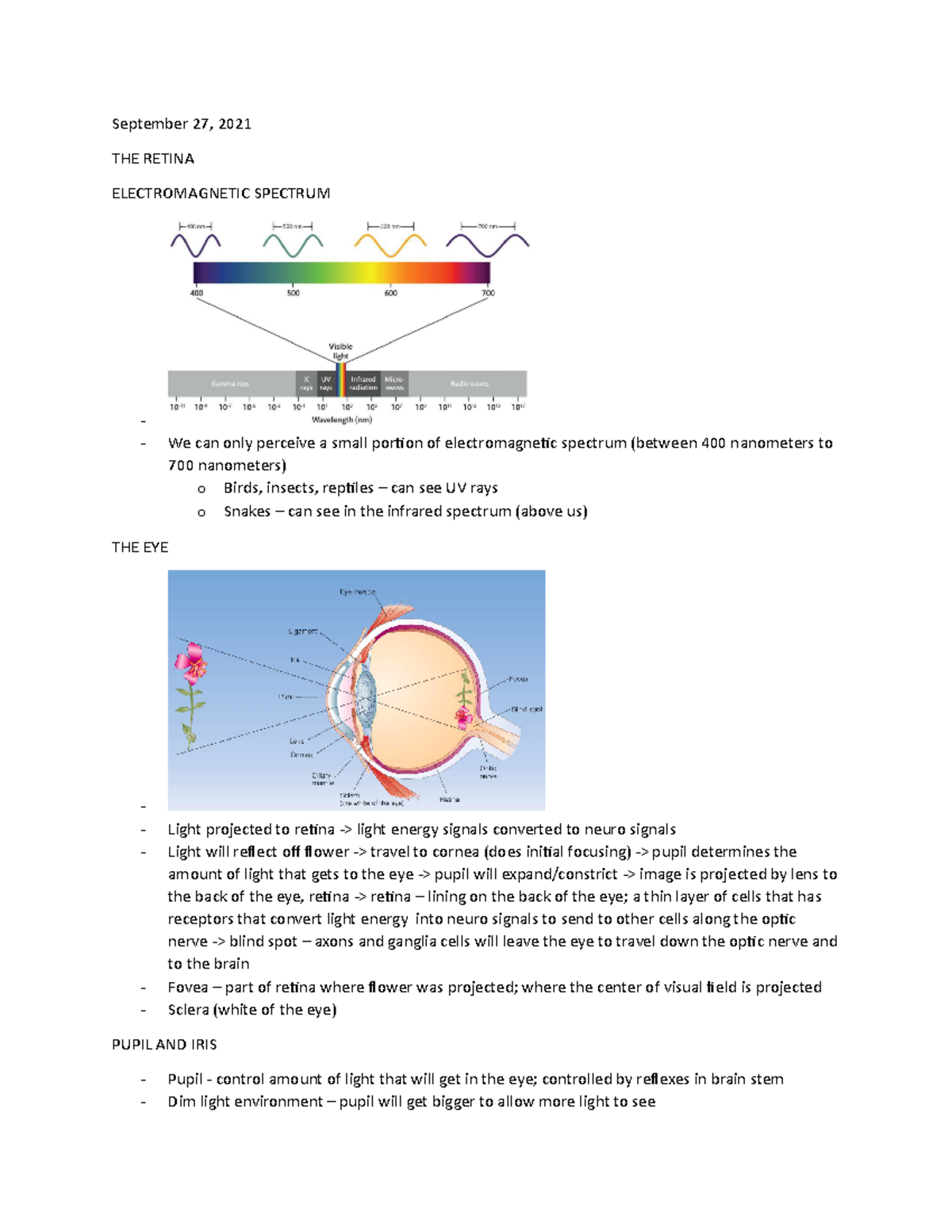 September 27 - the retina, electromagnetic spectrum, the eye, pupil and iris, cells of the - Studocu