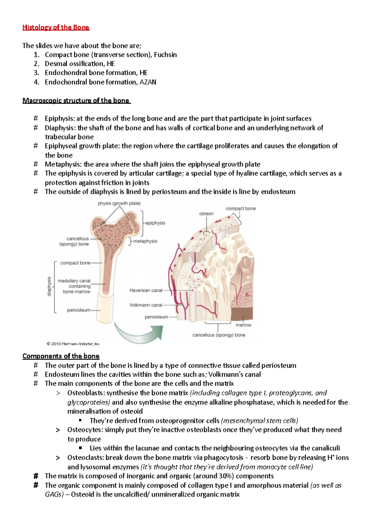 Histology of the Bone & Ossification - Histology of the Bone The slides ...