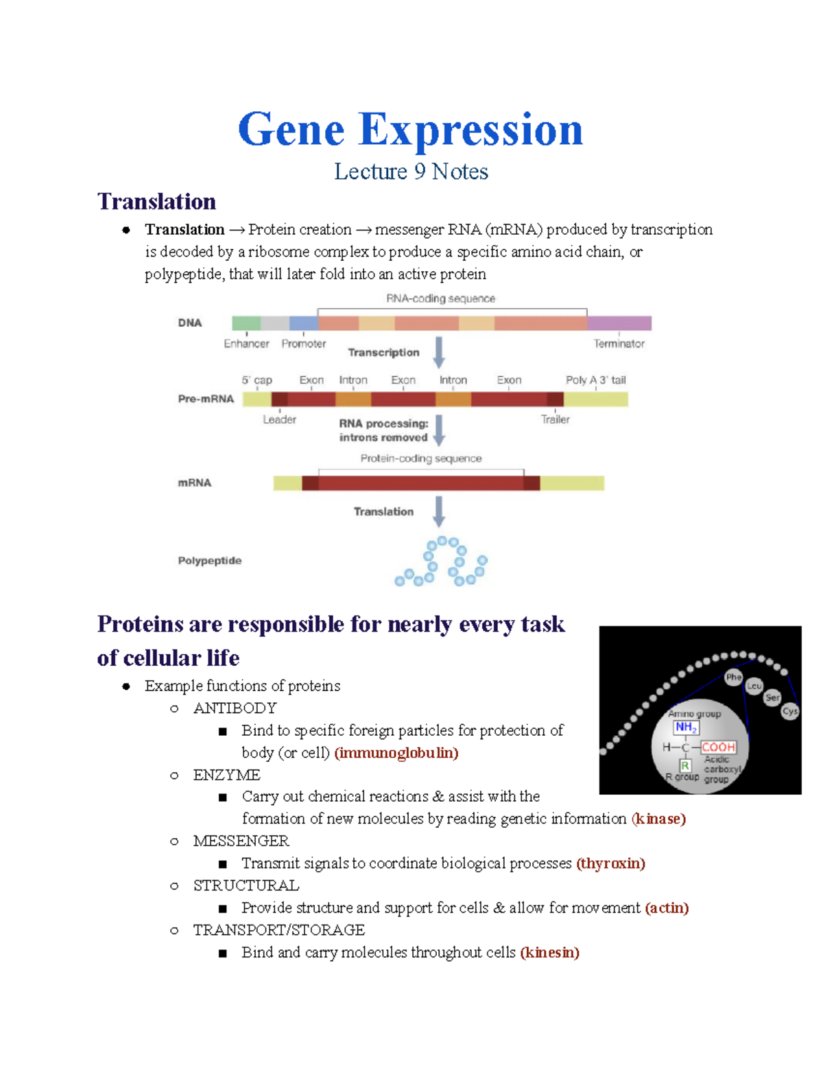 Lecture 9 bio notes - Gene Expression Lecture 9 Notes Translation ...