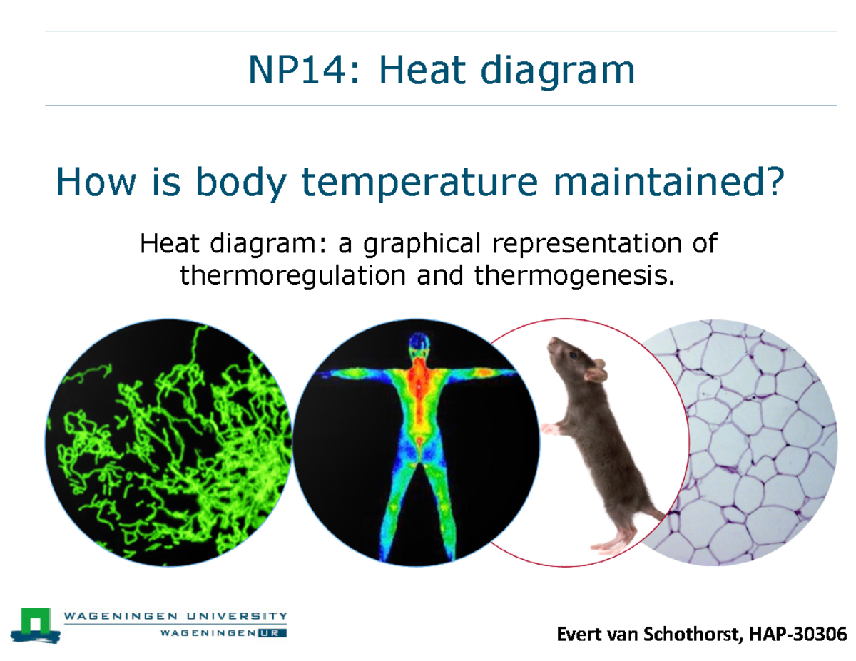 NP14-2023 notes - NP14: Heat diagram How is body temperature maintained ...