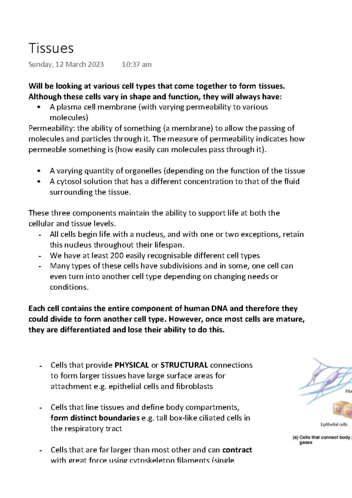 Tissues - Will be looking at various cell types that come together to ...