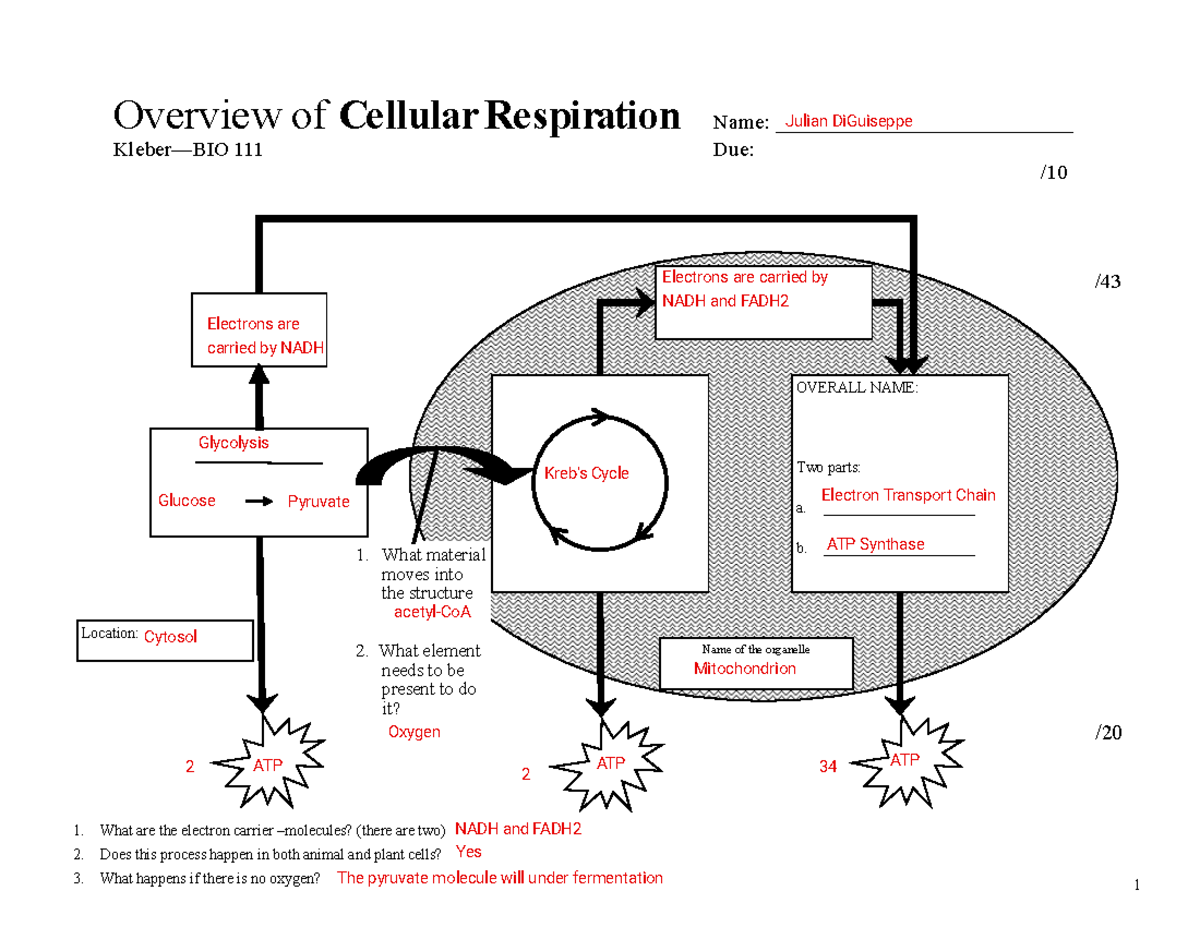Cellular Respiration Photosynthesis - 1 OVERALL NAME: Two parts: a ...