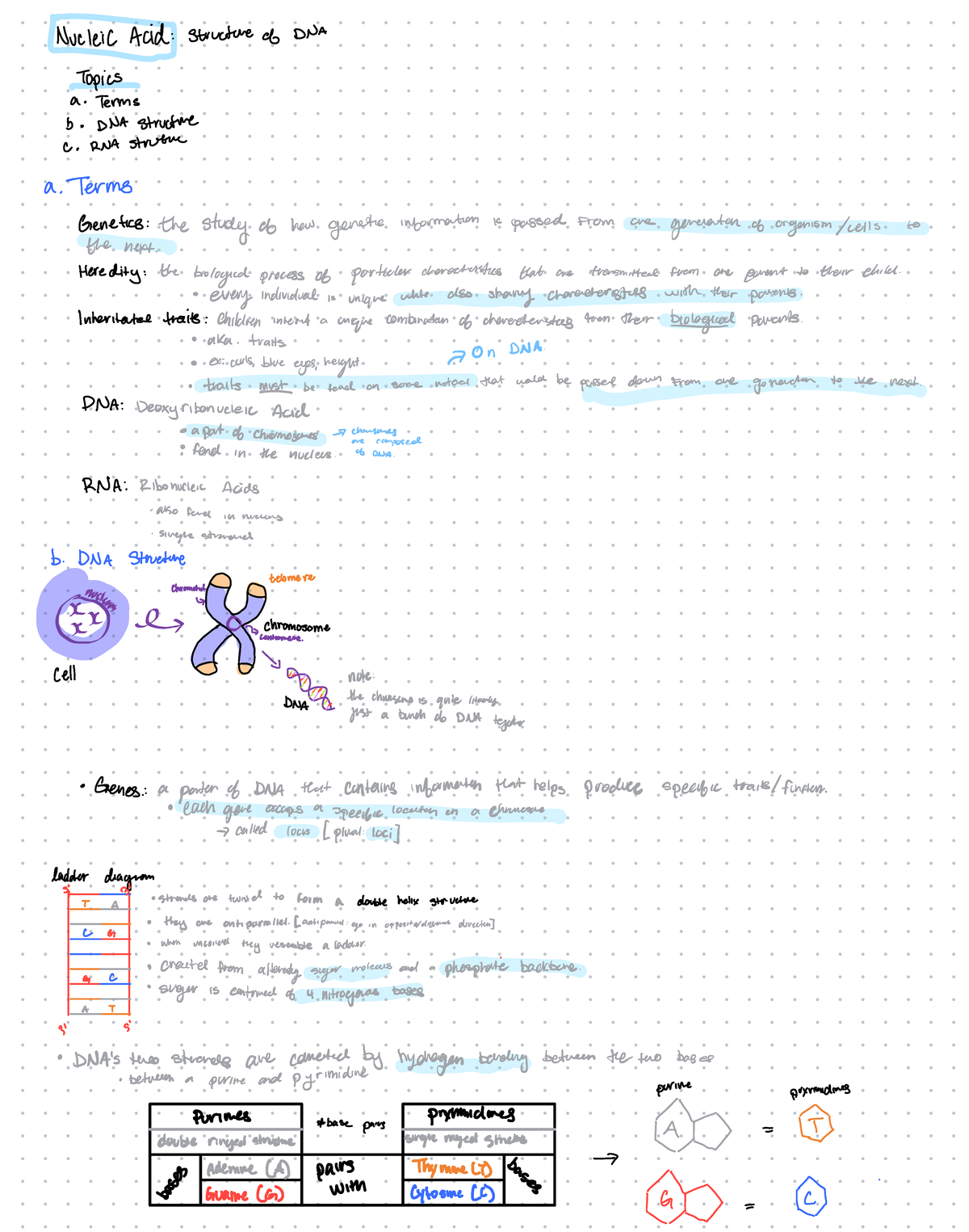 Nucleic Acids Notes - Studocu