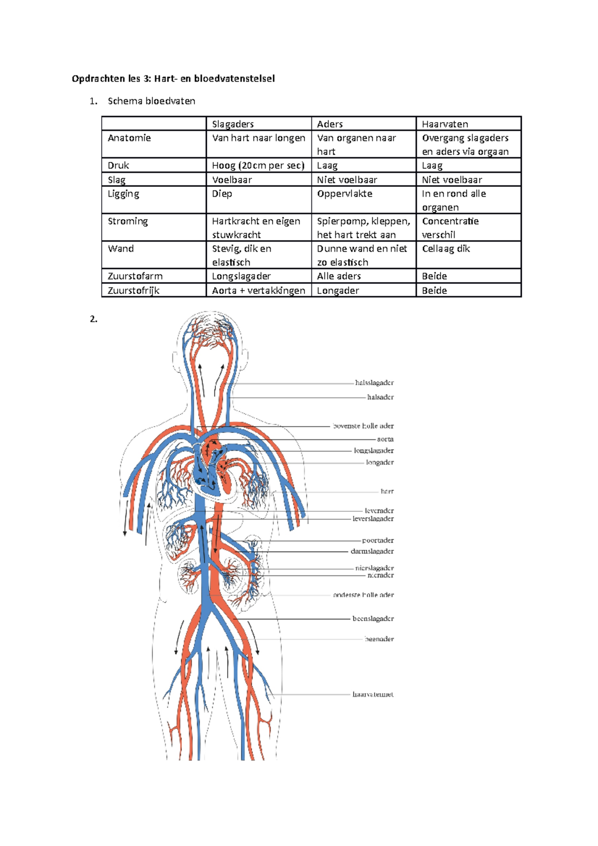 Hart en bloedvaten - Opdrachten les 3: Hart- en bloedvatenstelsel ...