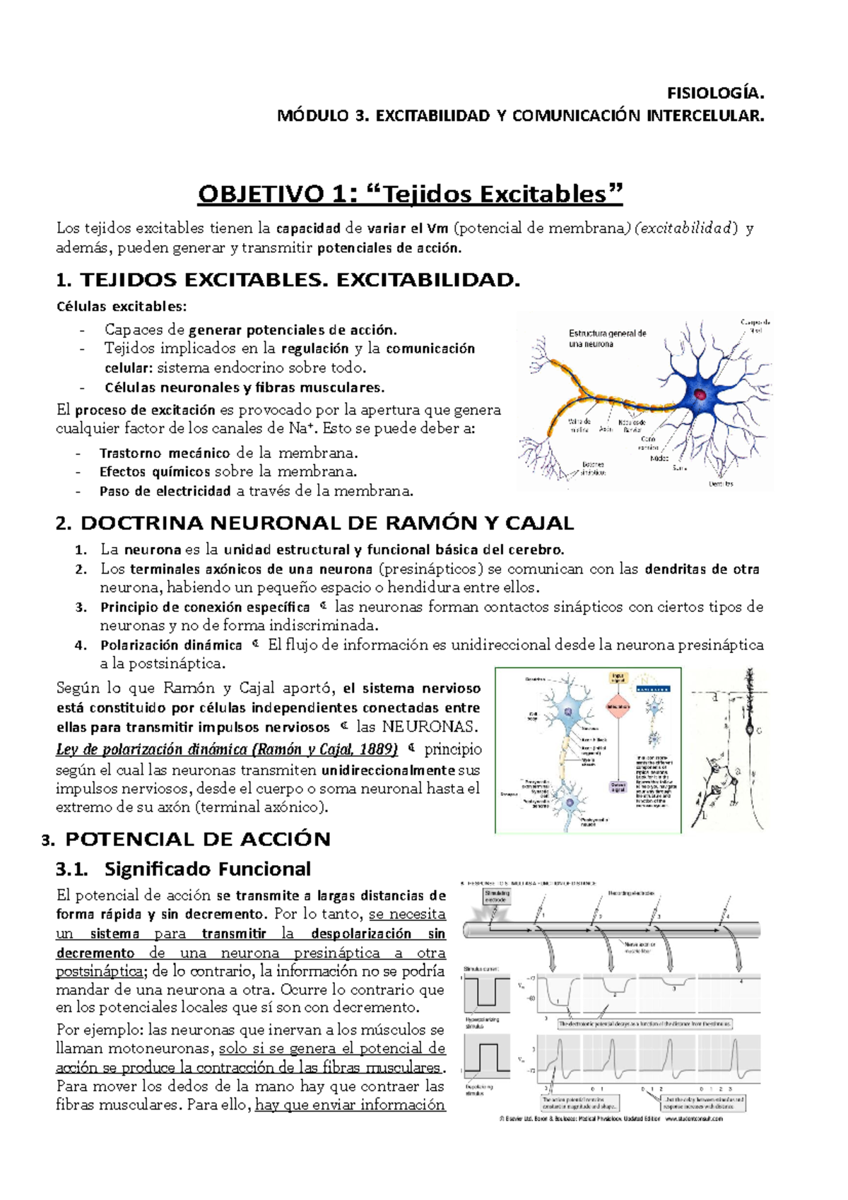 Fisio módulo 3 - OBJETIVO 1 : “Tejidos Excitables” Los tejidos ...