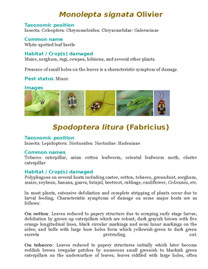 Colocasia - Monolepta signata Olivier Taxonomic position Insecta ...