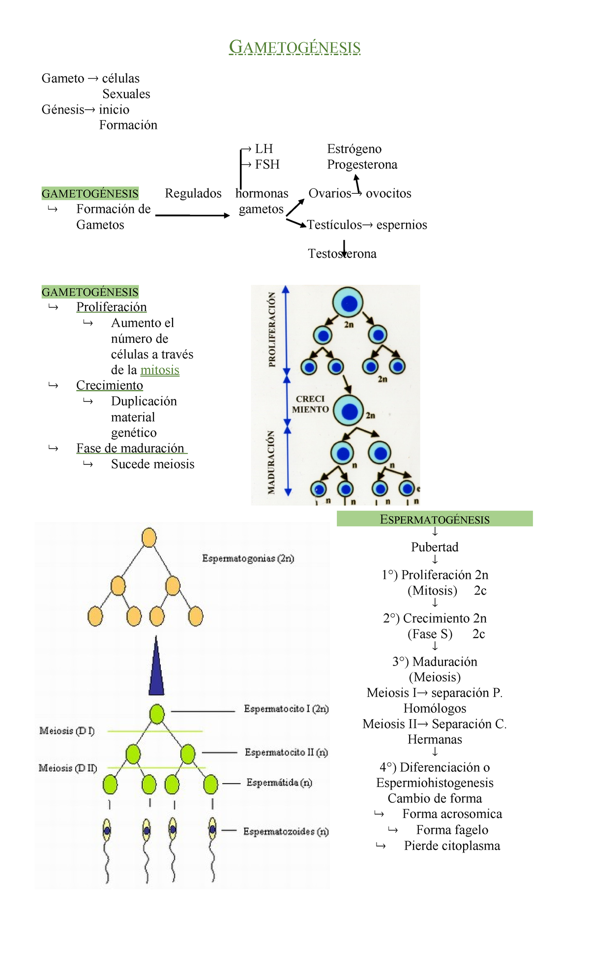 Gametogénesis - GAMETOGÉNESIS Gameto células Sexuales Génesis inicio ...