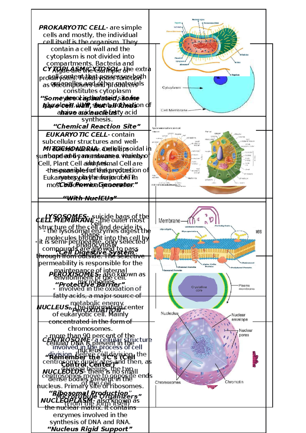 Micropara-review-edited - CYTOPLASM/CYTOSOL- the extra cell content ...
