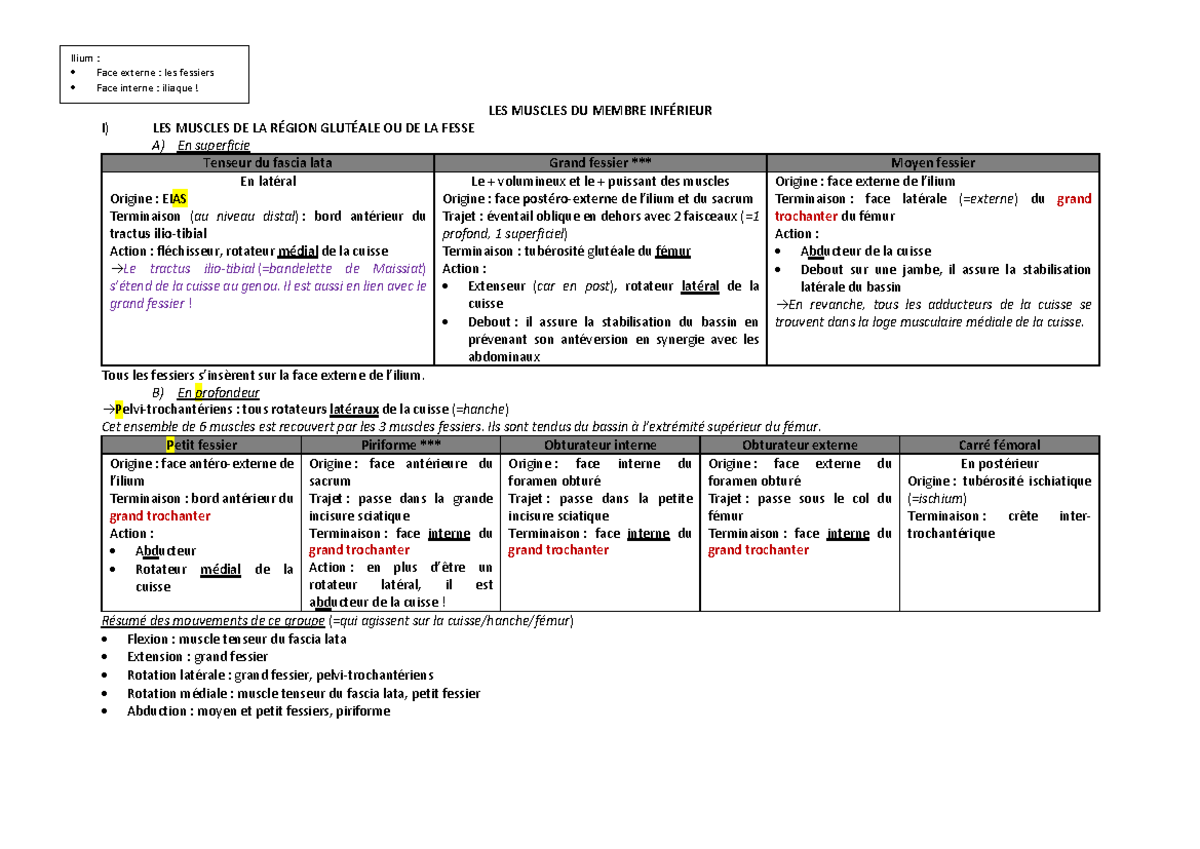 Les muscles du membre inférieur - LES MUSCLES DU MEMBRE INFÉRIEUR I ...