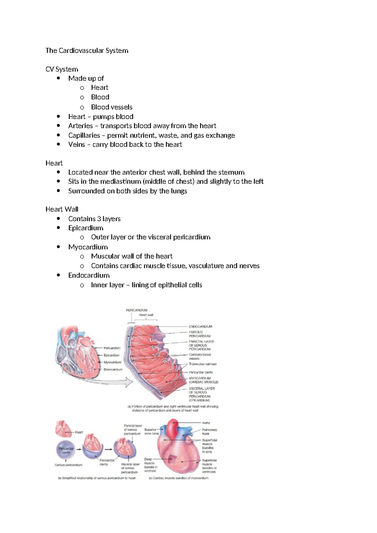 The Cardiovascular System - Right Differences in pressure required to ...
