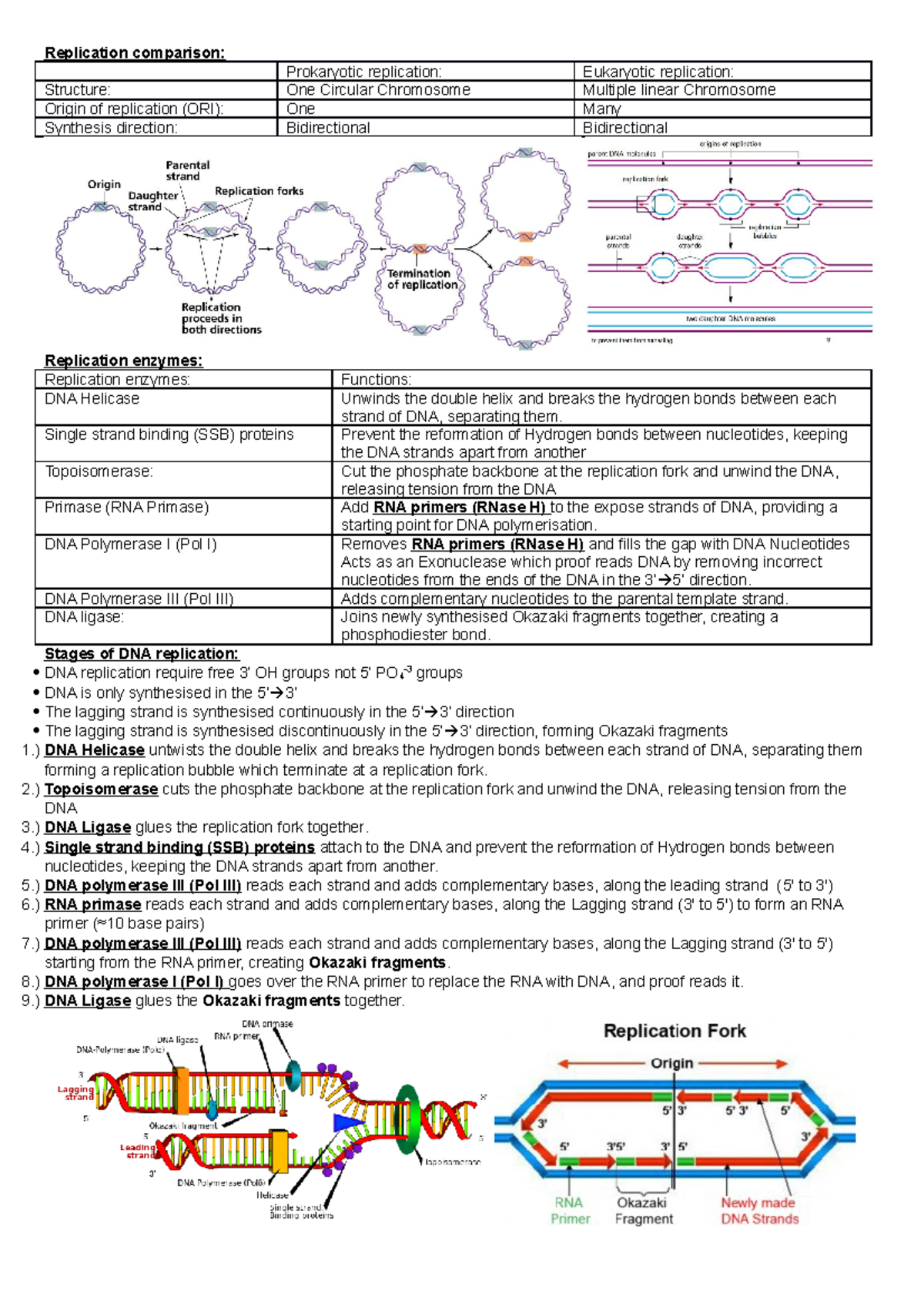 CELS 191 - Lecture 16 (Replication, DNA synthesis and gene structure ...