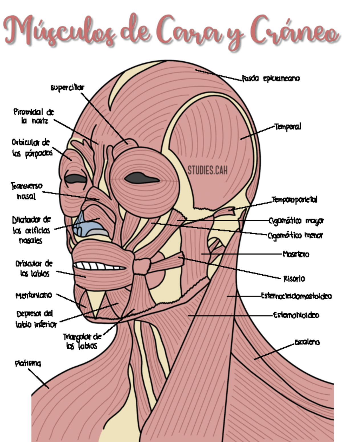Músculos cara y cráneo - anato - Fascia epi craneana superciliar ...