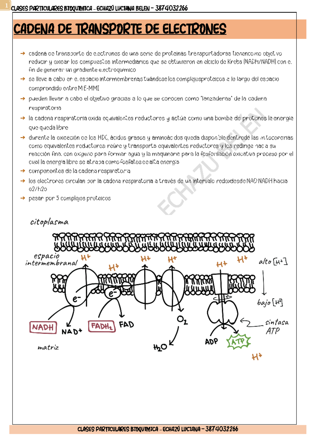 Apunte 3- Cadena DE Transporte DE Electrones Y Fosforilacion Oxidativa - Bioquímica I - Studocu