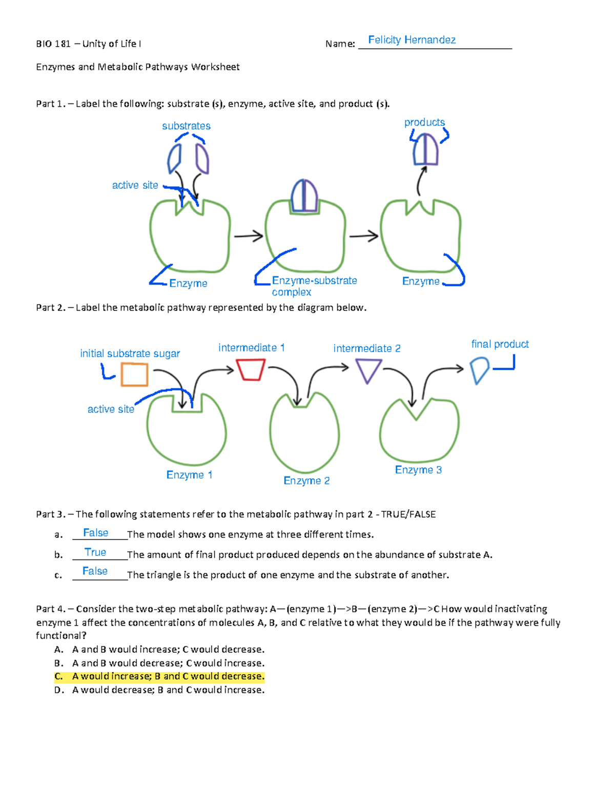 Metabolic pathways Worksheet BIO - BIO 181 – Unity of Life I Enzymes ...