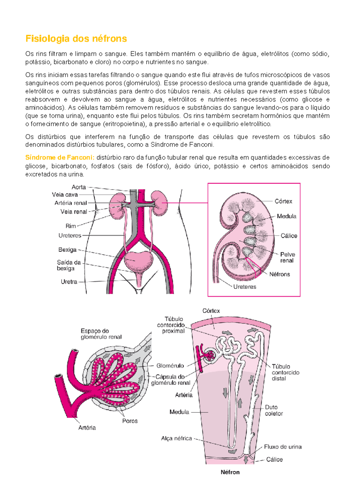 Fisiologia DOS Néfrons - Fisiologia dos néfrons Os rins filtram e ...