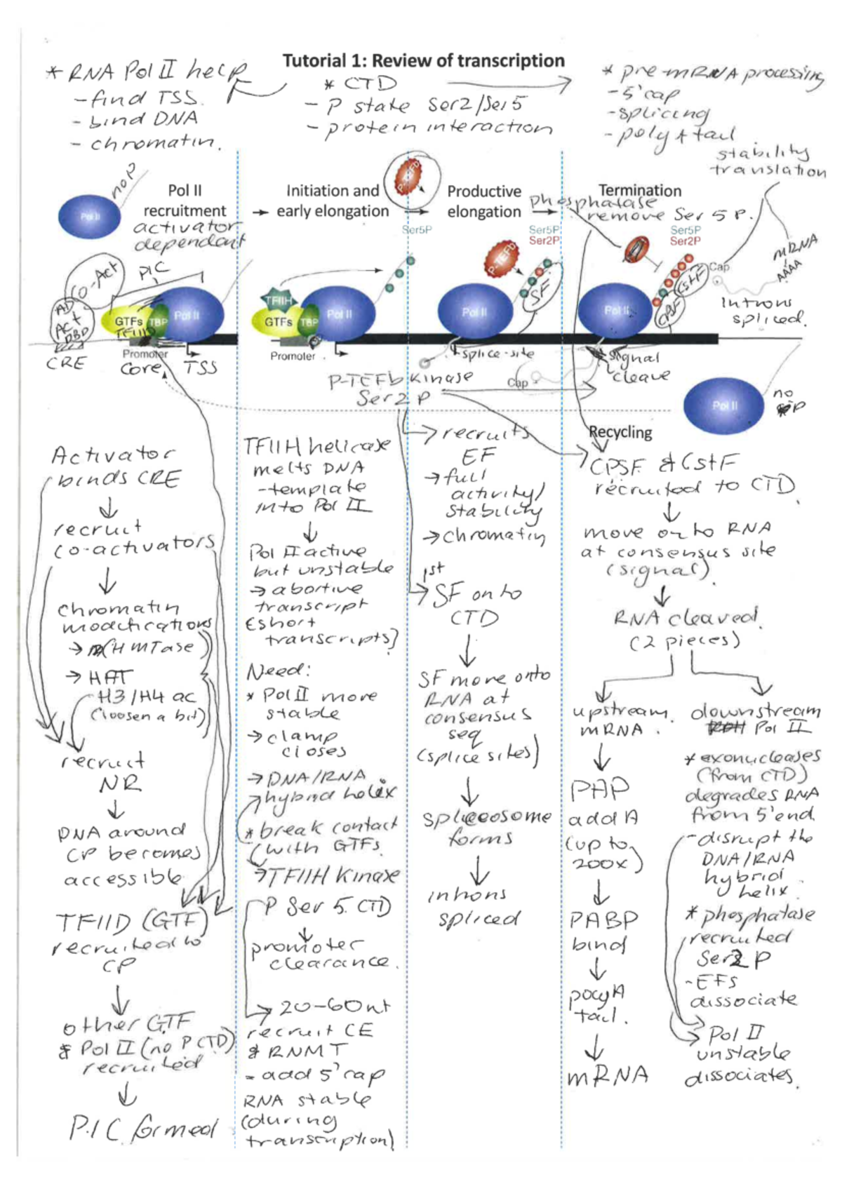 BIOC 221 Brownfield annoted overview diagram - Molecular and Microbial ...